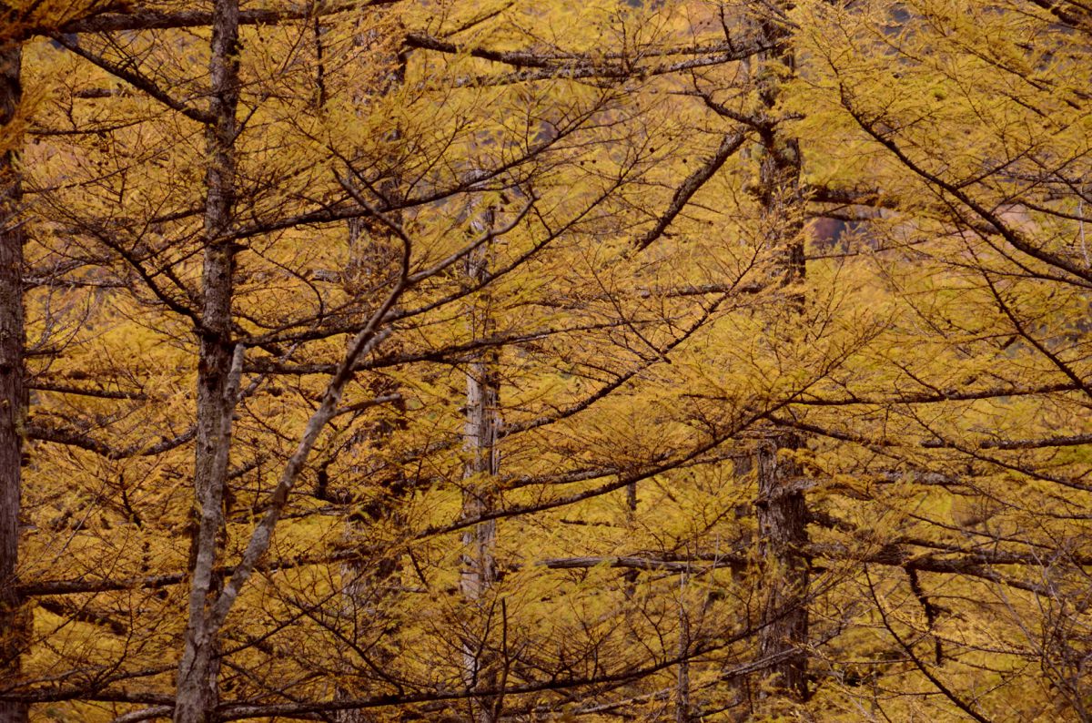 Golden vision | GANREF