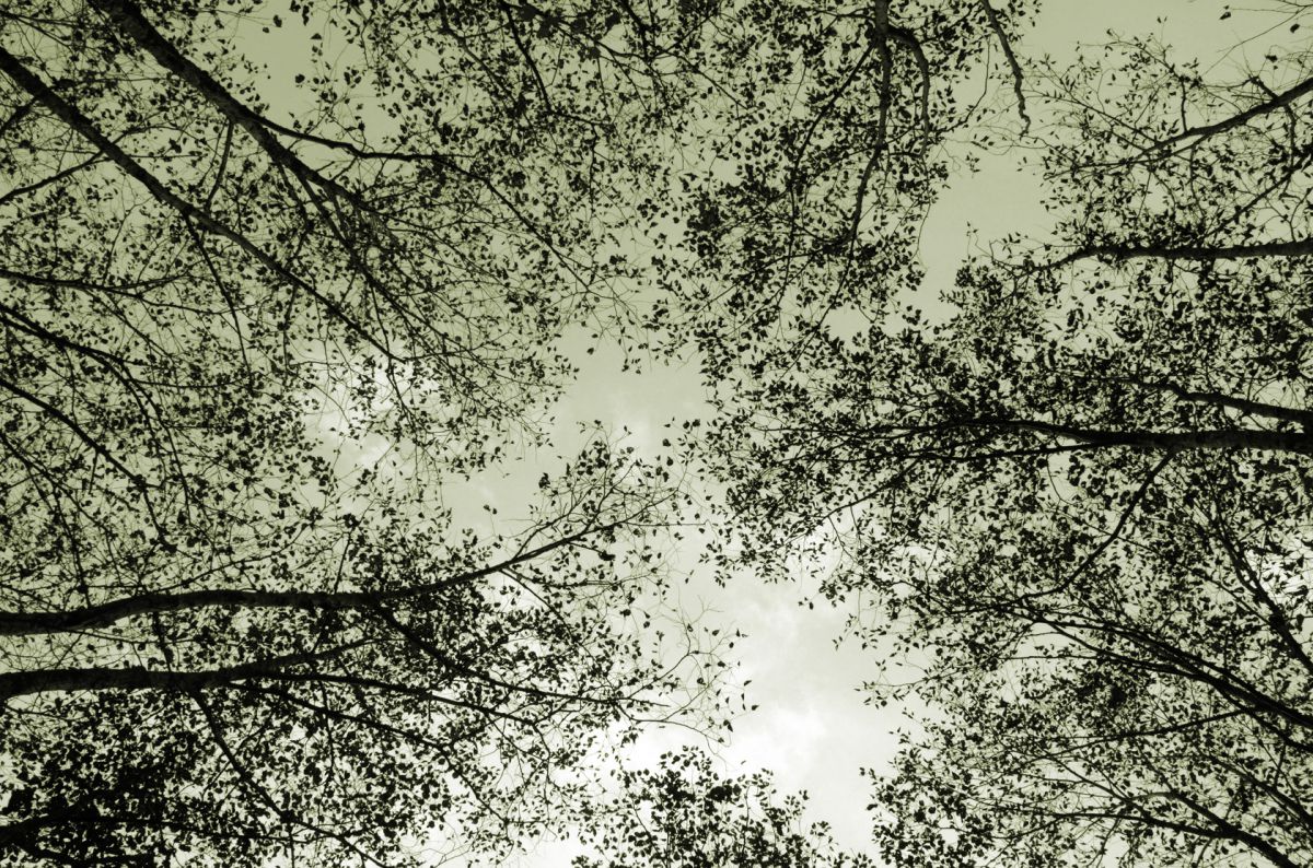 Look up | GANREF