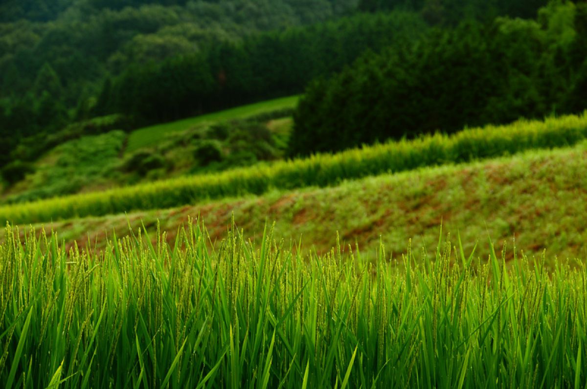 Rice field | GANREF