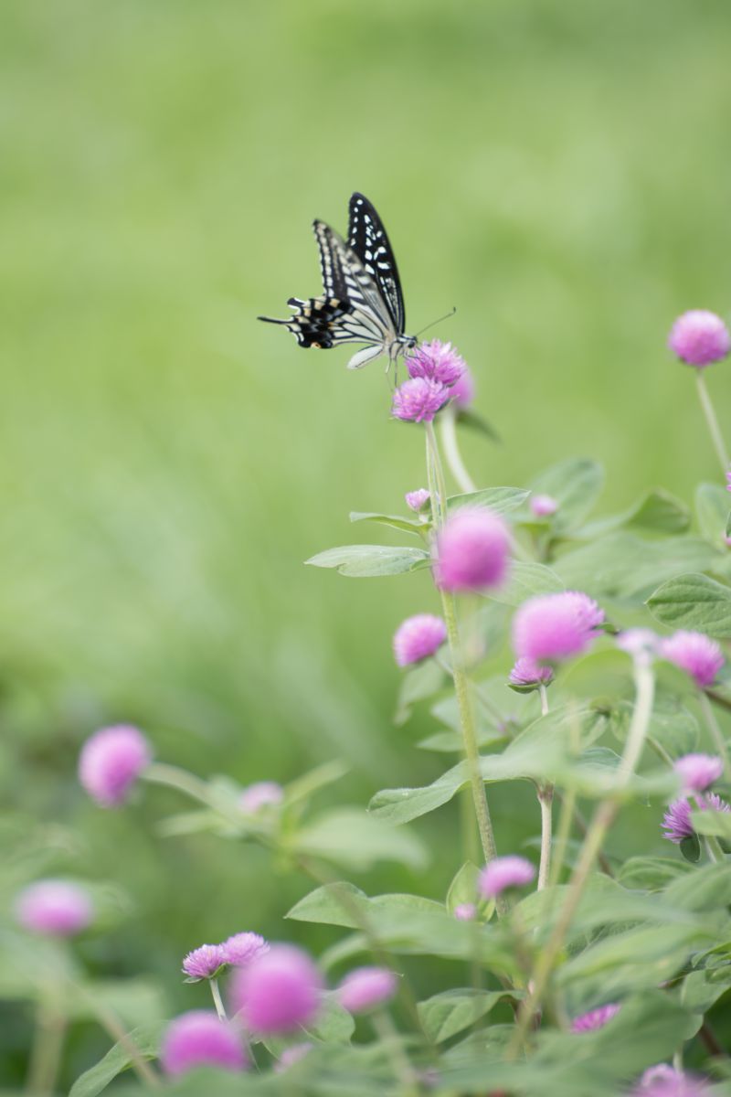 おいしいから千日来う | GANREF