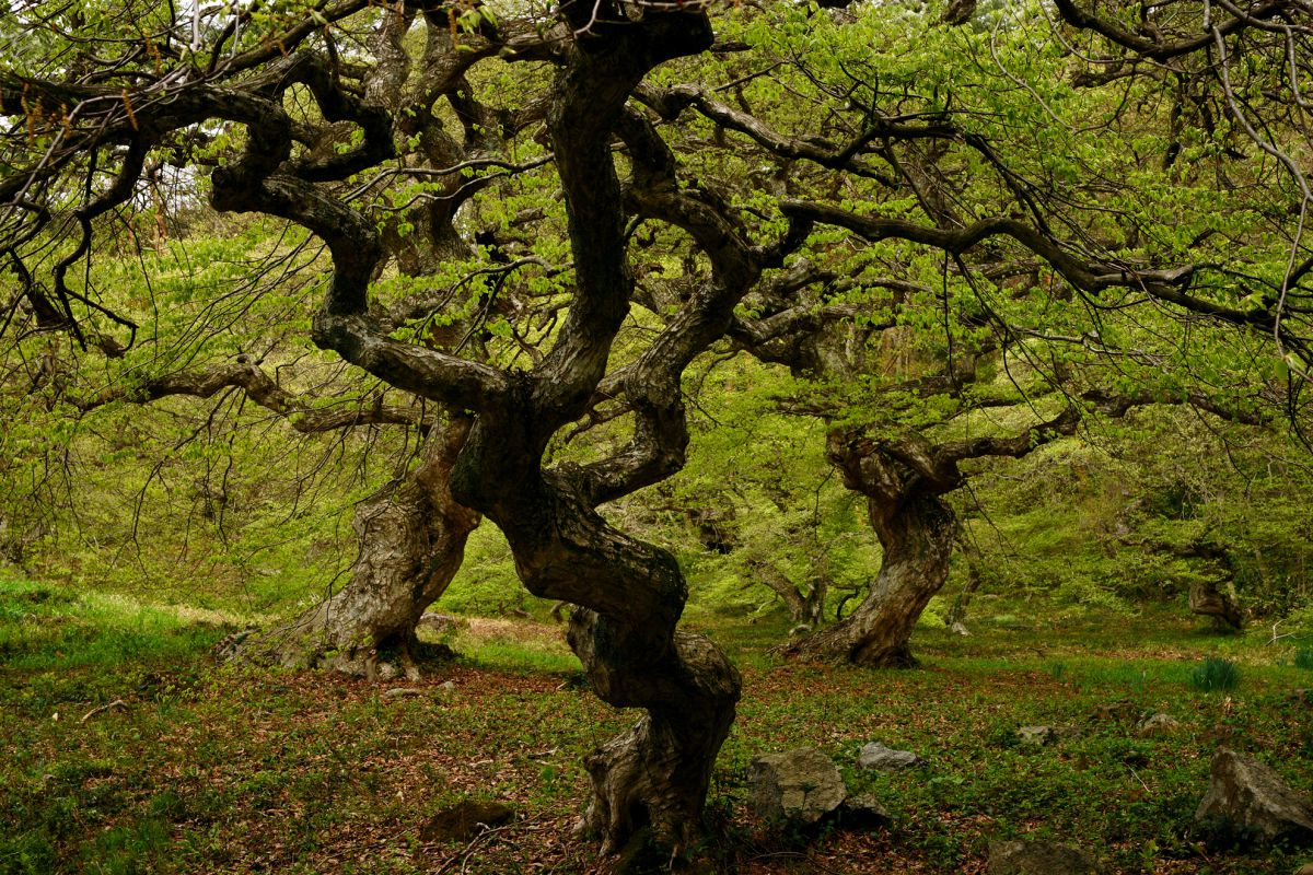 Let's dance a twist | GANREF