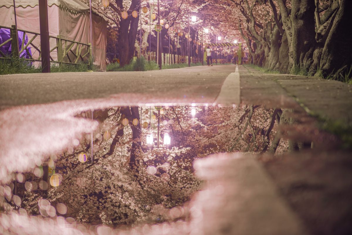 sakura drops | GANREF