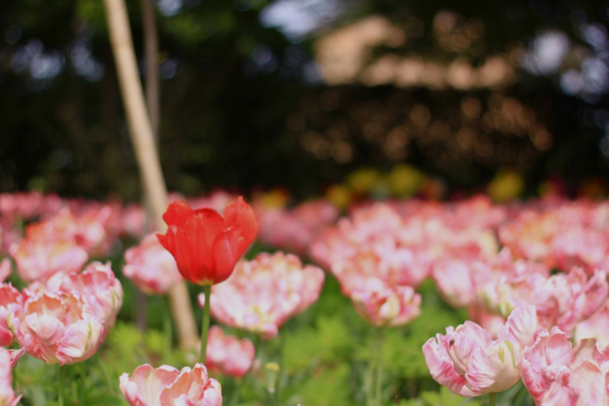 ひとりぼっち | GANREF