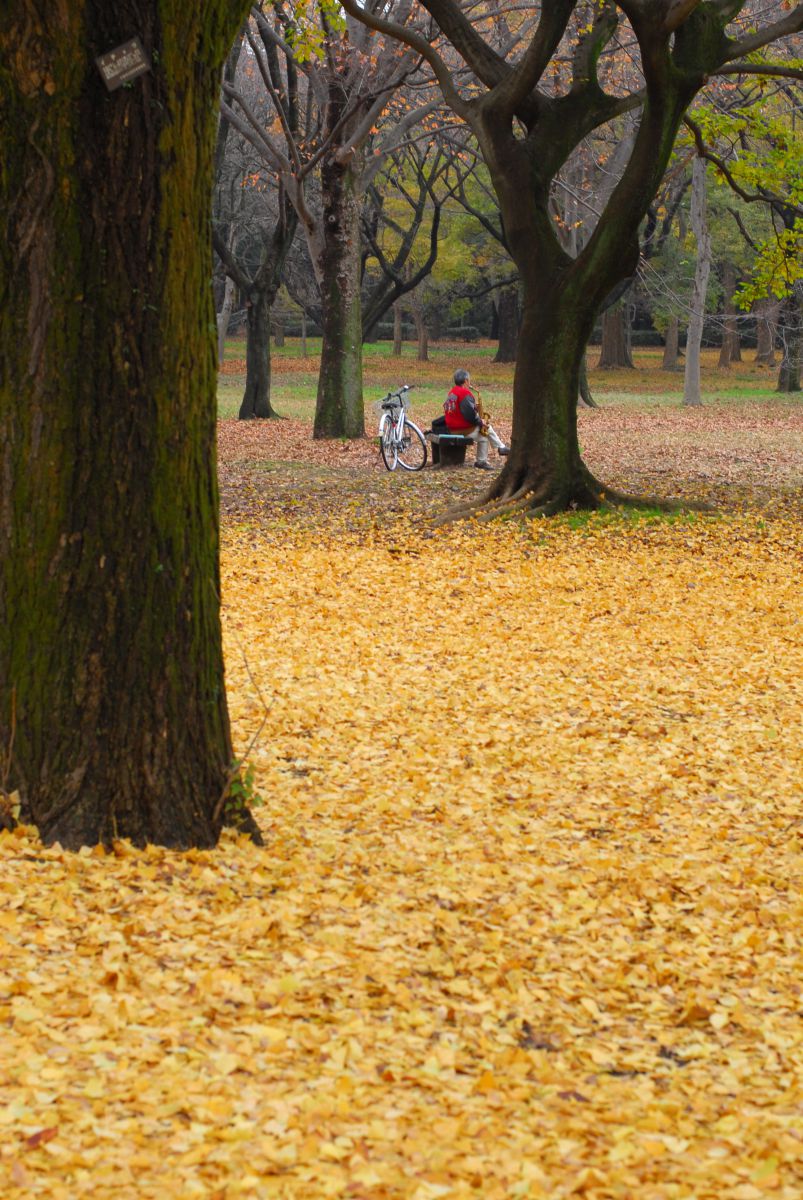 Haven of rest | GANREF