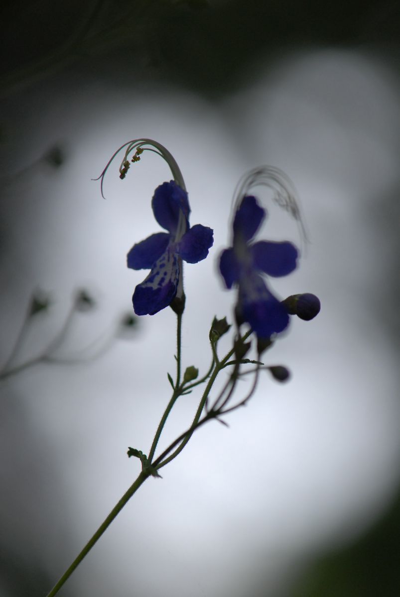 ボク、踊ってるように見える？ | GANREF