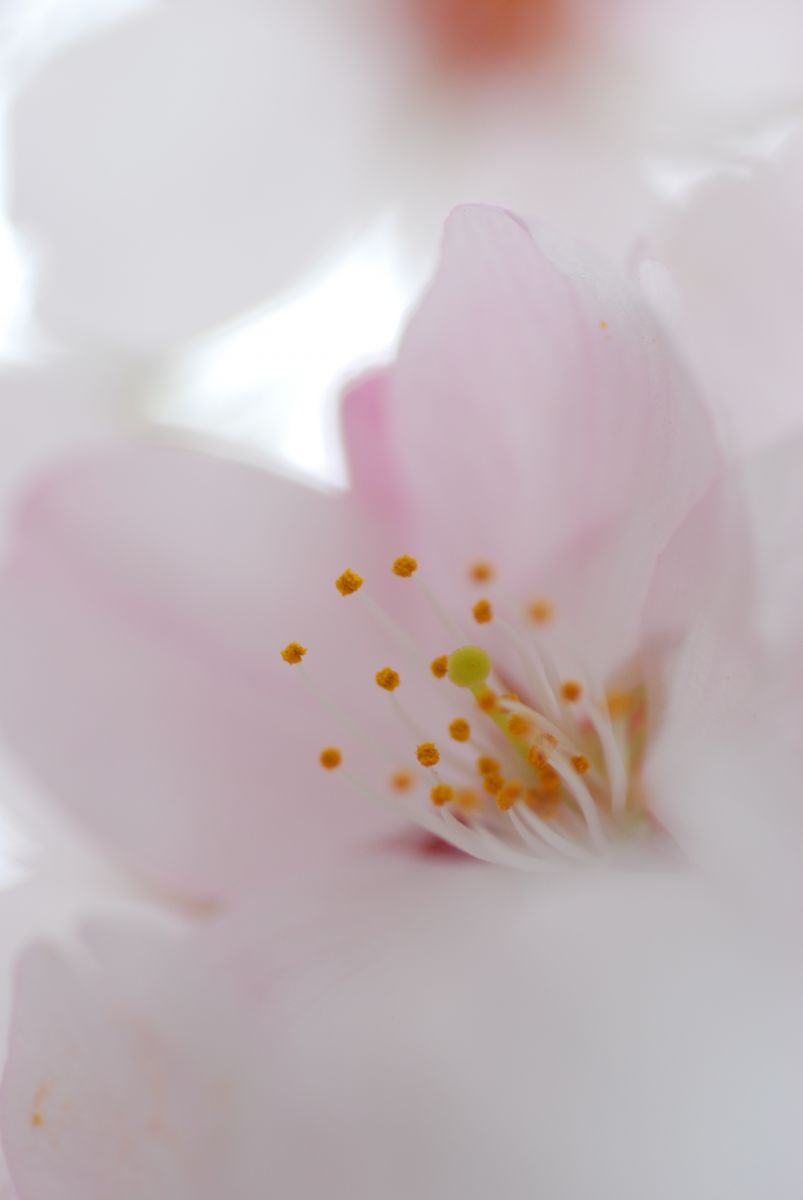 Spring has come. | GANREF