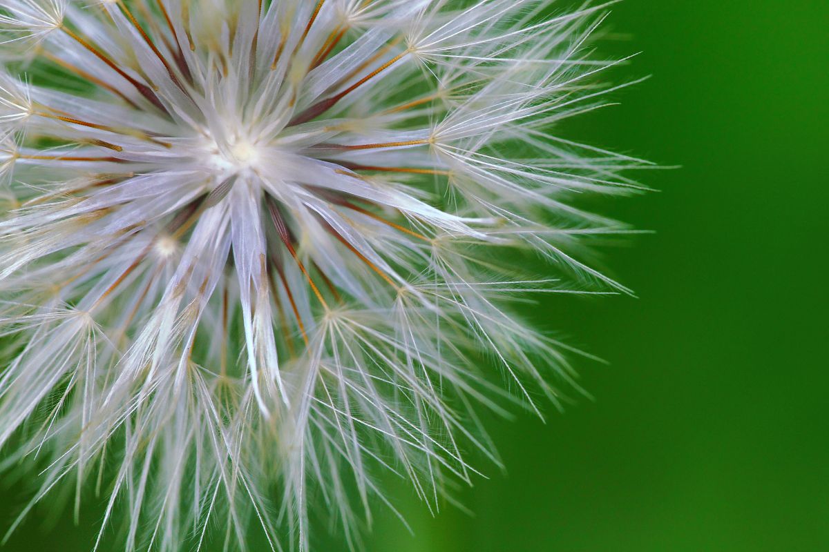 Tufty Diamond. | GANREF