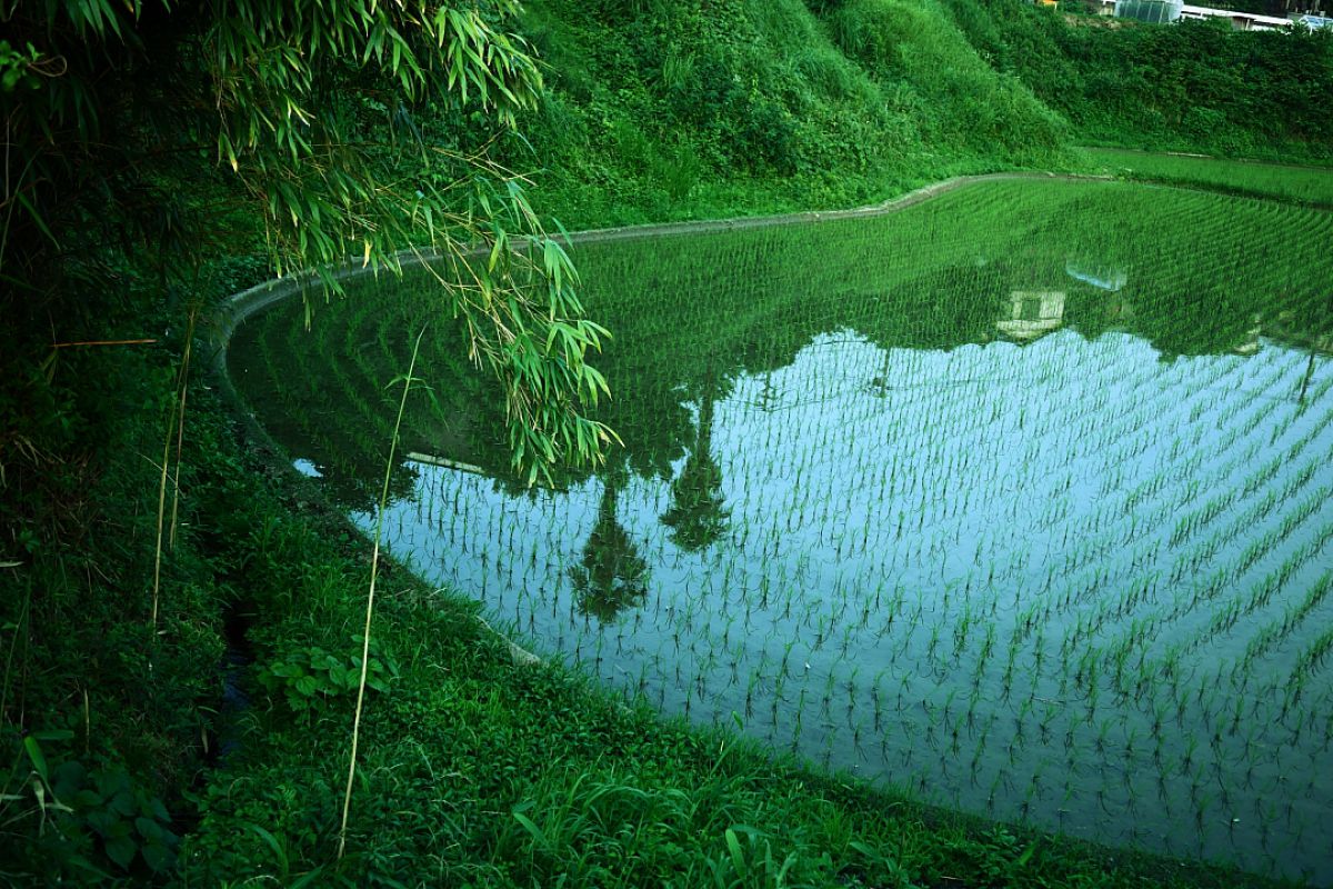 Emerald Green. | GANREF