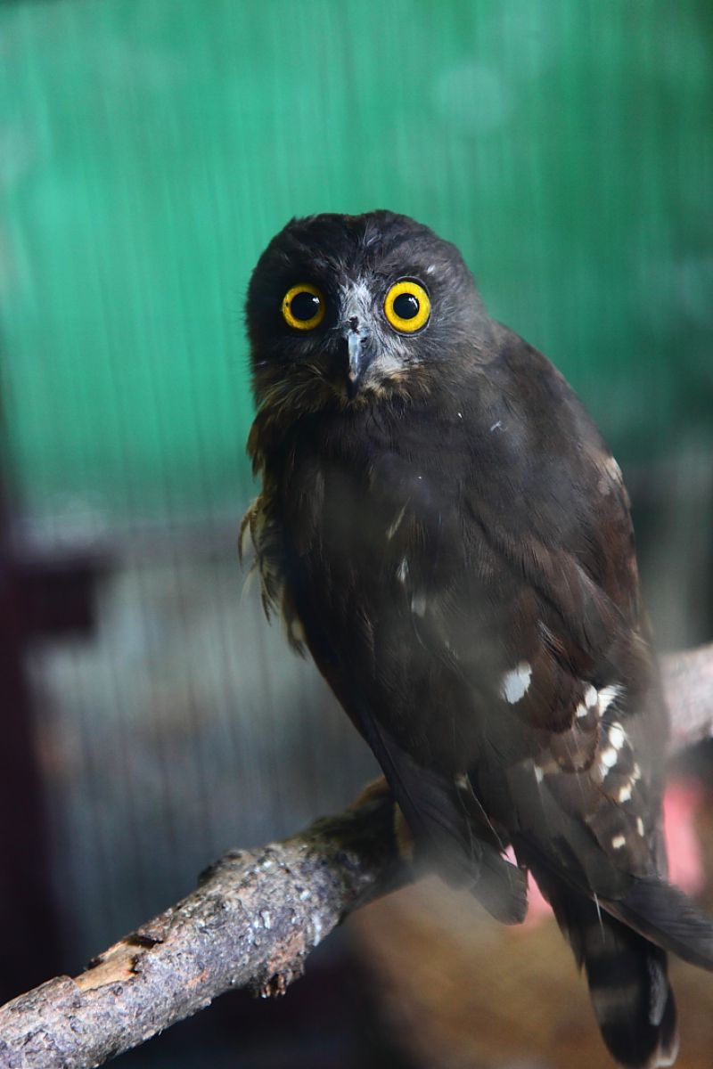 Pretty eyes. | GANREF