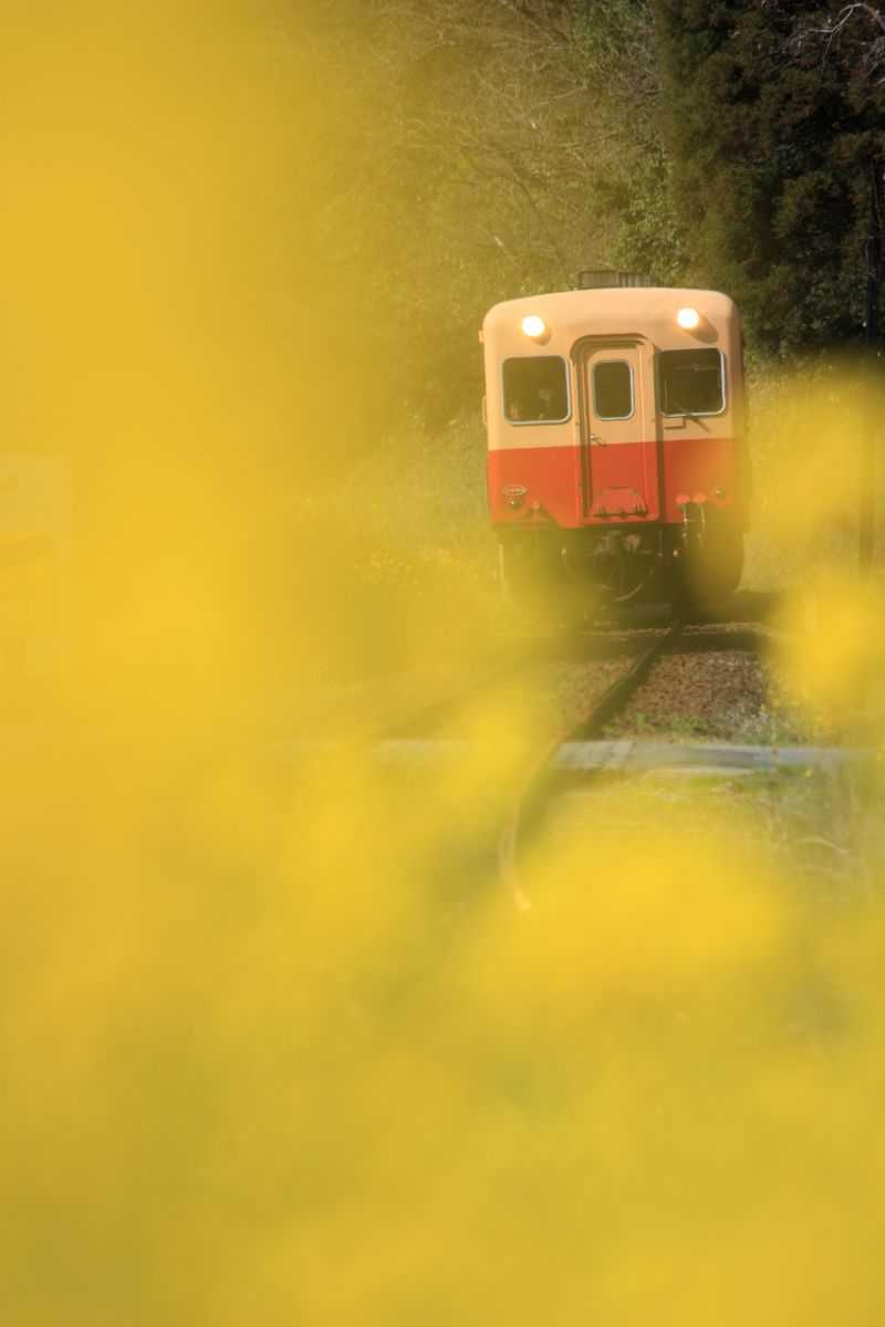 春色の中を | GANREF