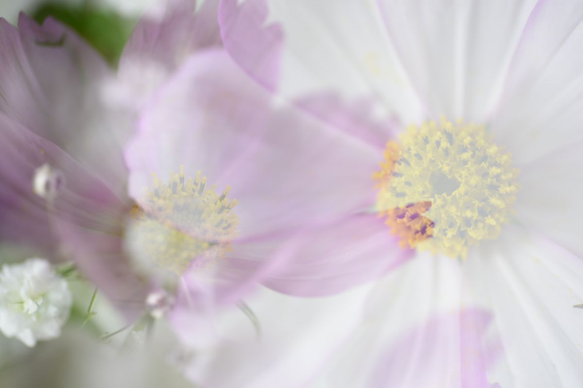 幻想＊16＊ | GANREF