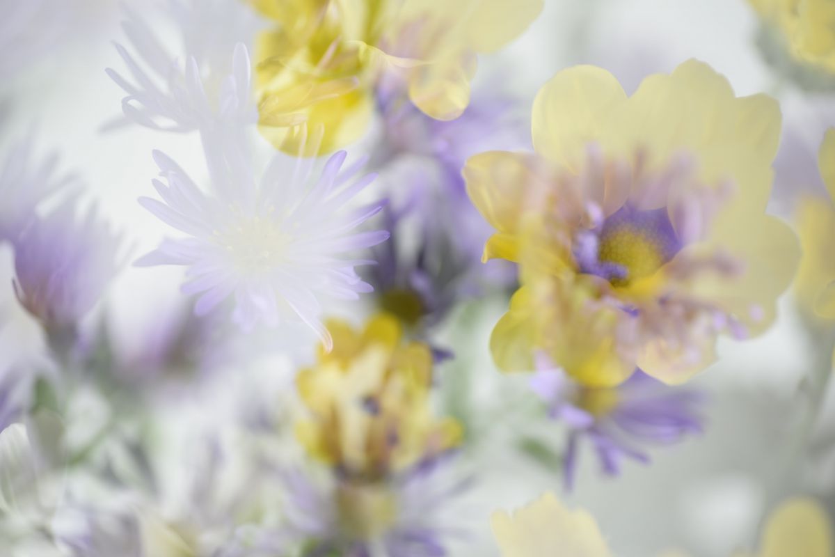 幻想＊18＊ | GANREF