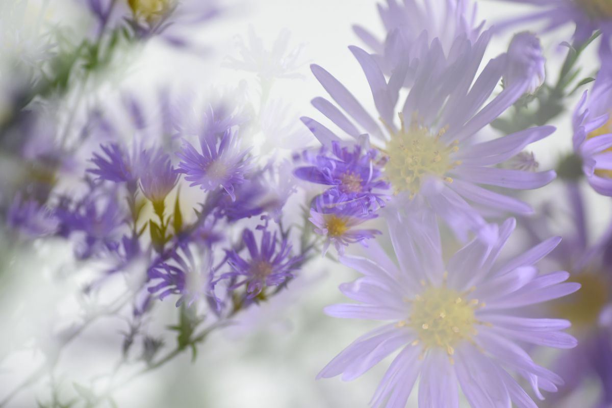 幻想＊17＊ | GANREF