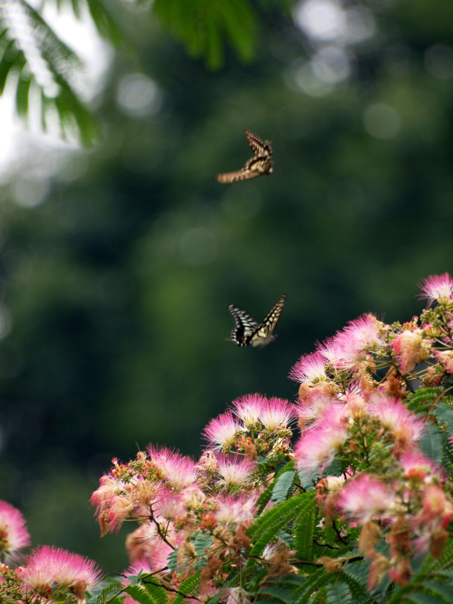 アゲハ舞う #2 | GANREF