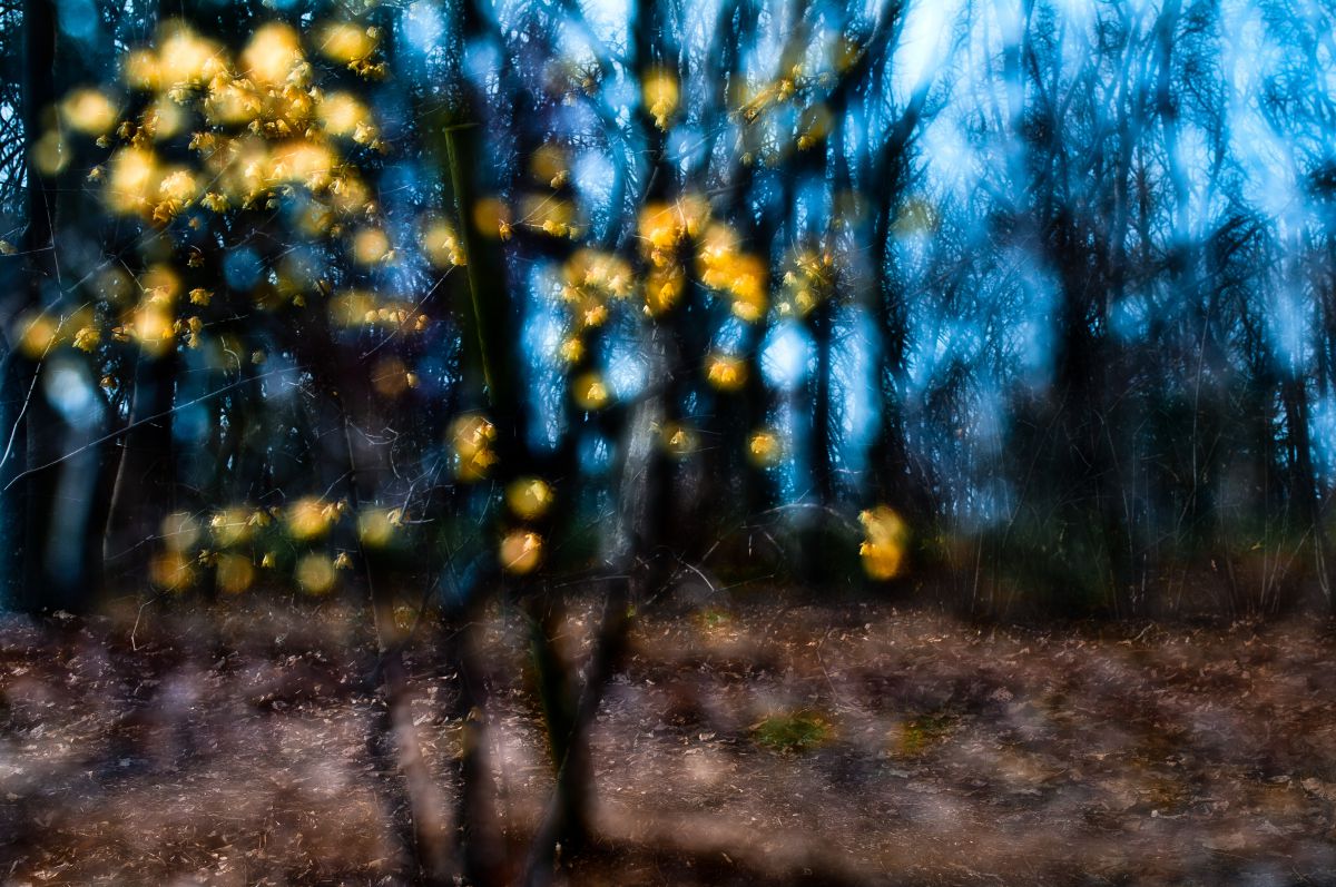 Yellow・Candle・Tree | GANREF