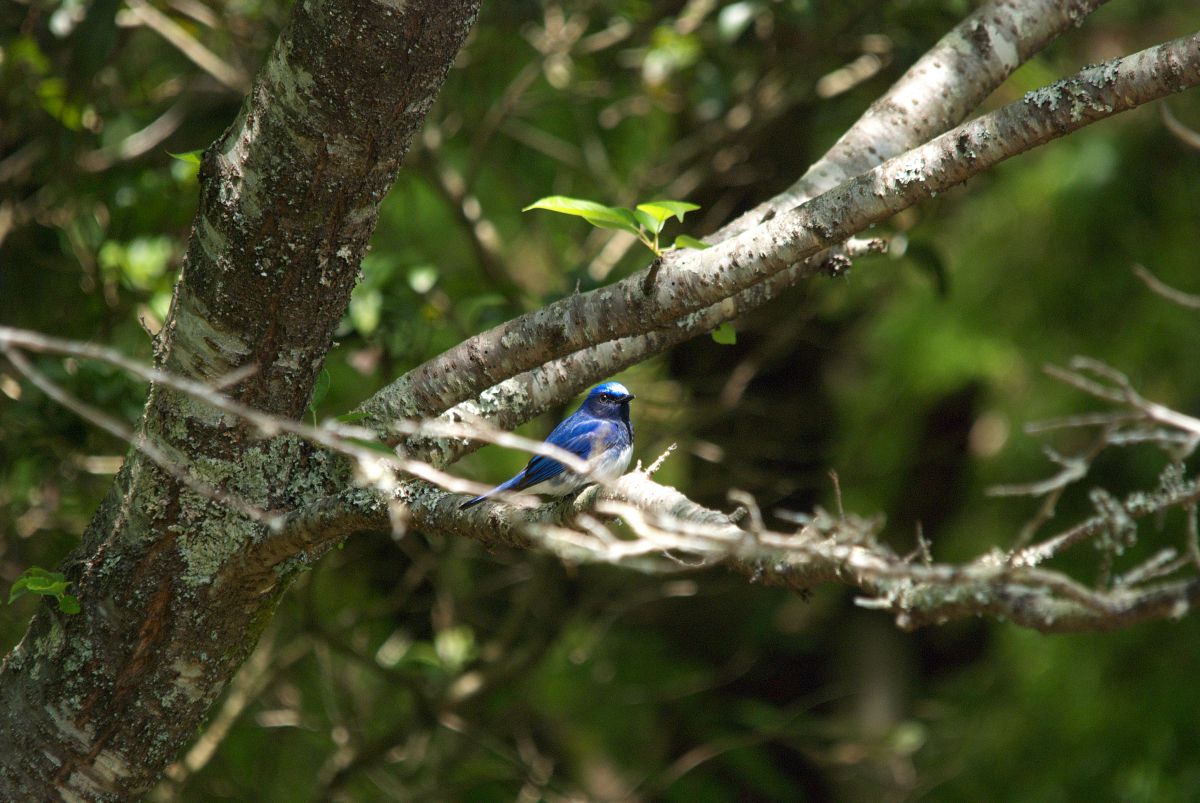 オオルリ | GANREF