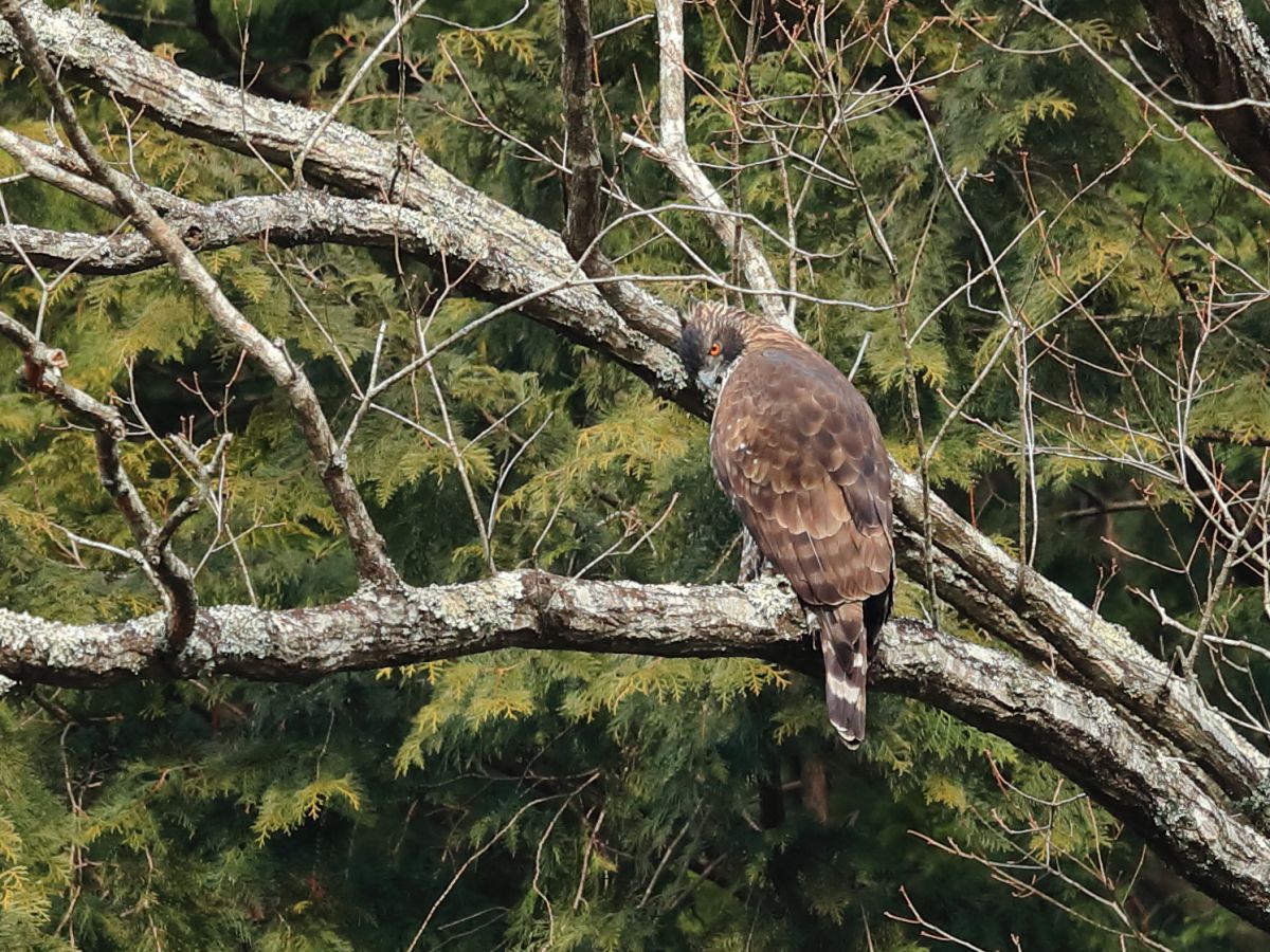 Mountain Hawk-Eagle | GANREF