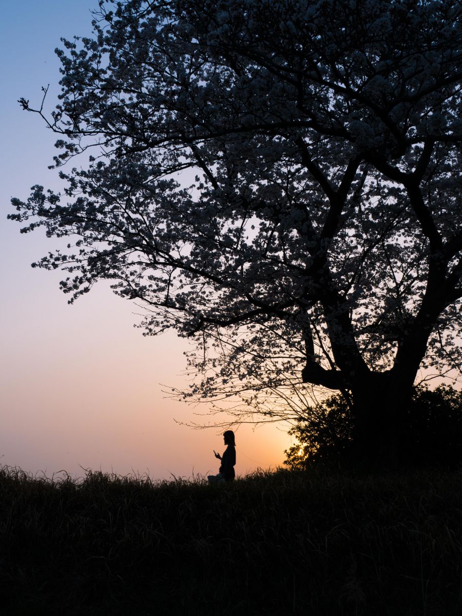 under the cherry tree | GANREF