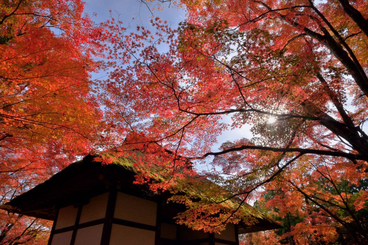 Falling autumn light | GANREF