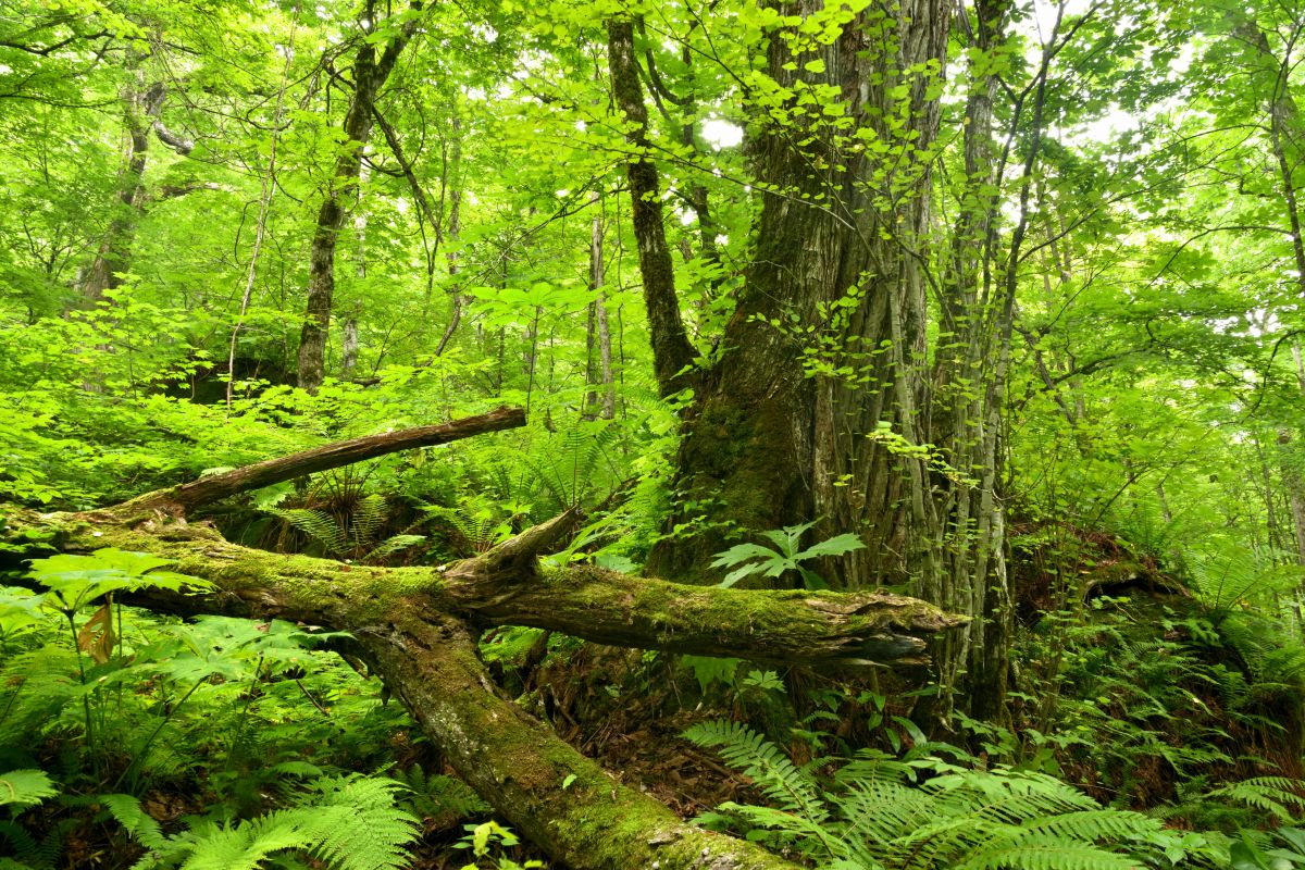 Green Forest | GANREF