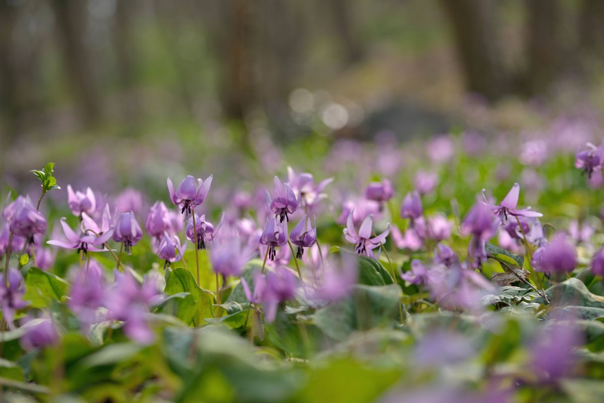 Spring fairies | GANREF