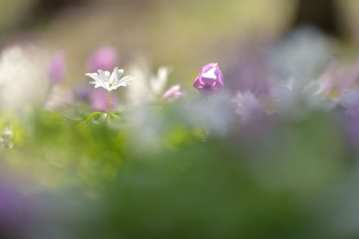 春の囁き | GANREF