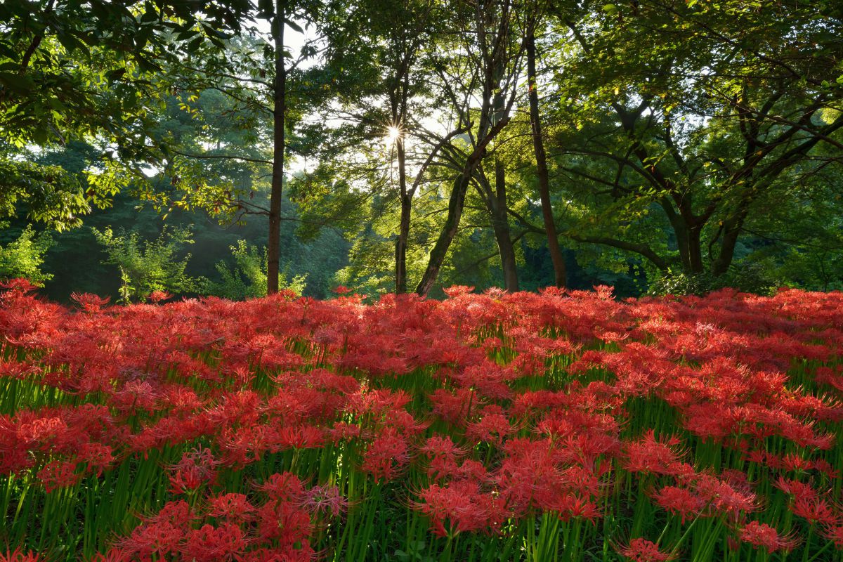 爽秋の陽射し | GANREF