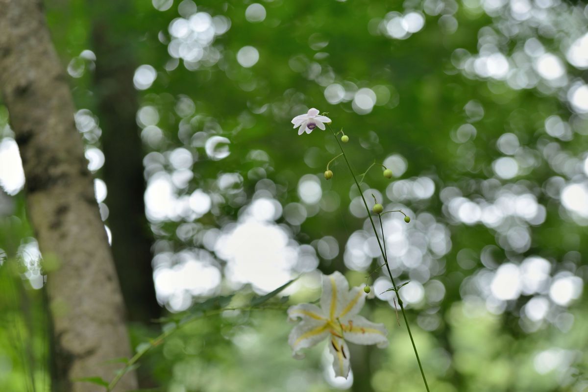 バトンタッチ | GANREF