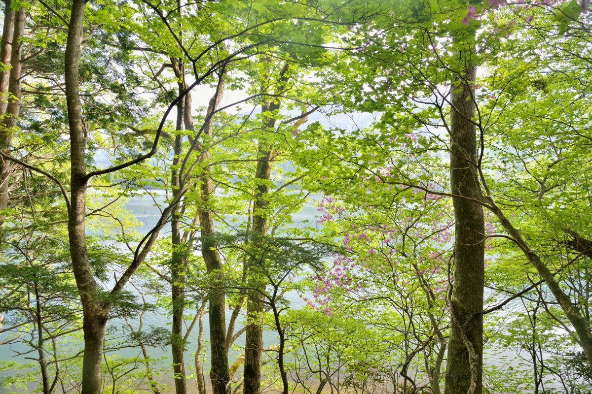 Fresh green | GANREF