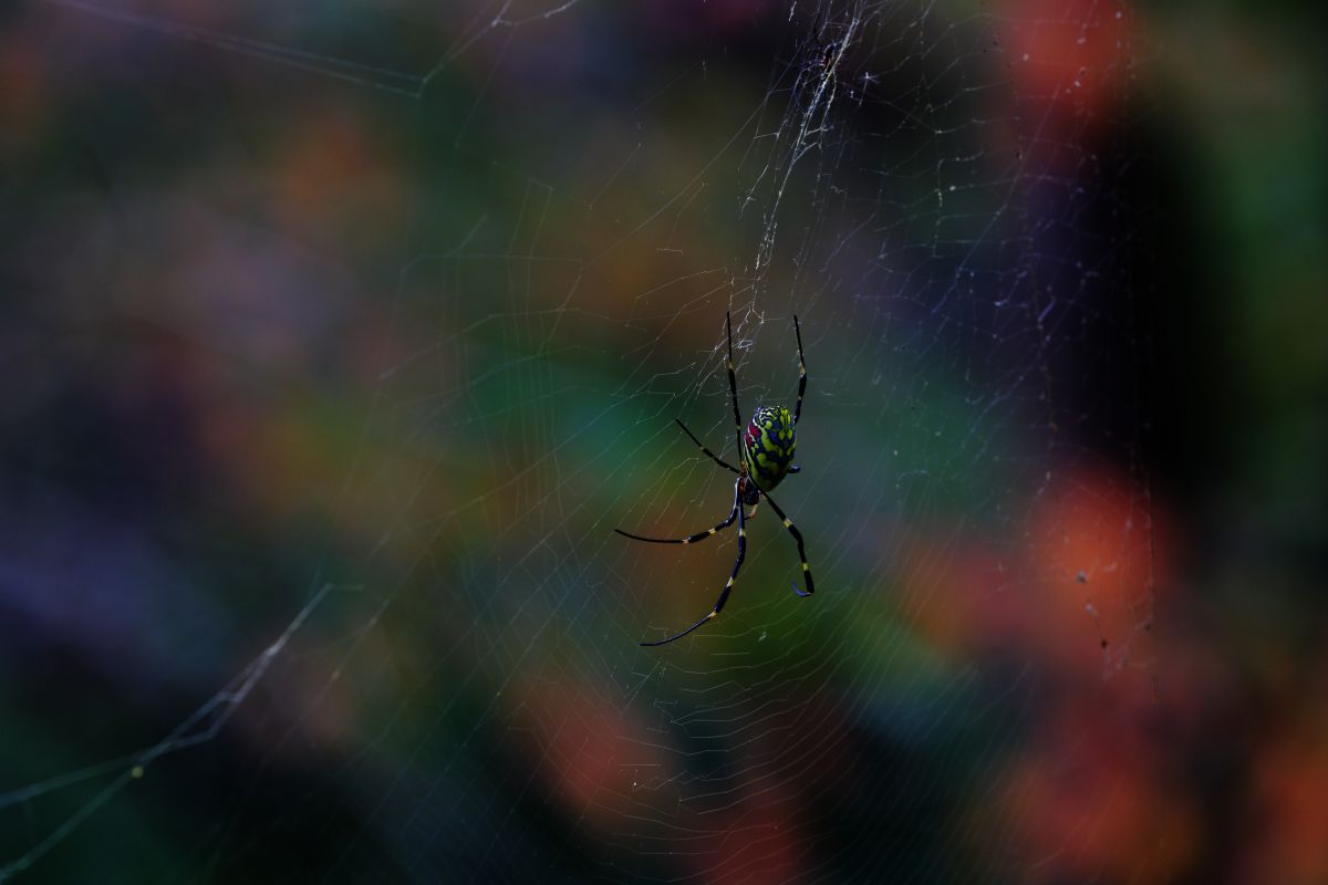 Rainbow trap | GANREF