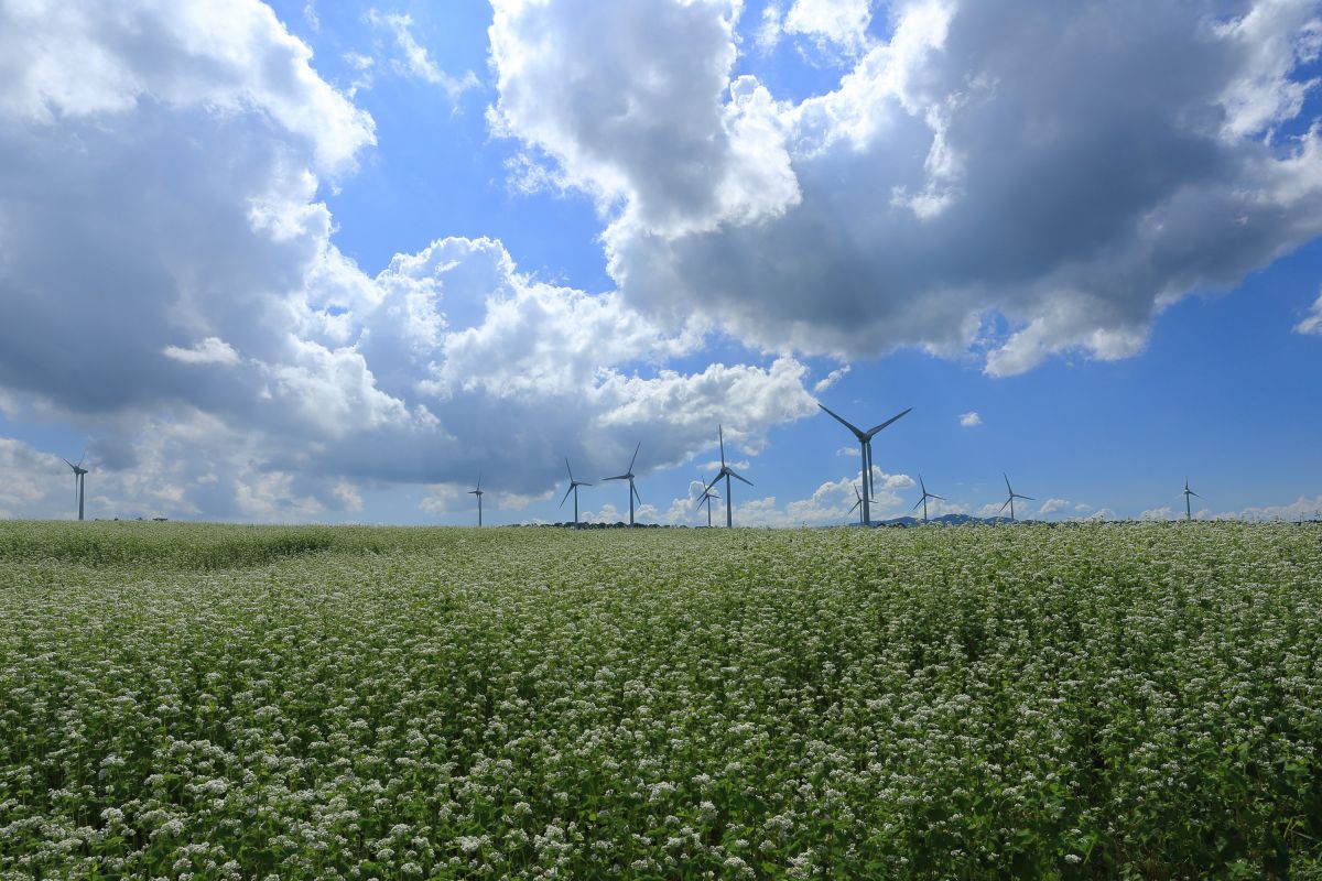 sobaの大地 | GANREF