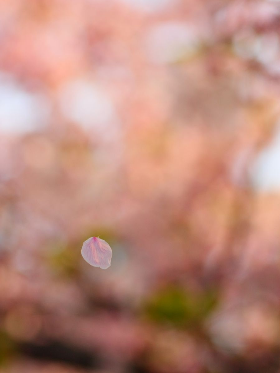 風に吹かれて | GANREF