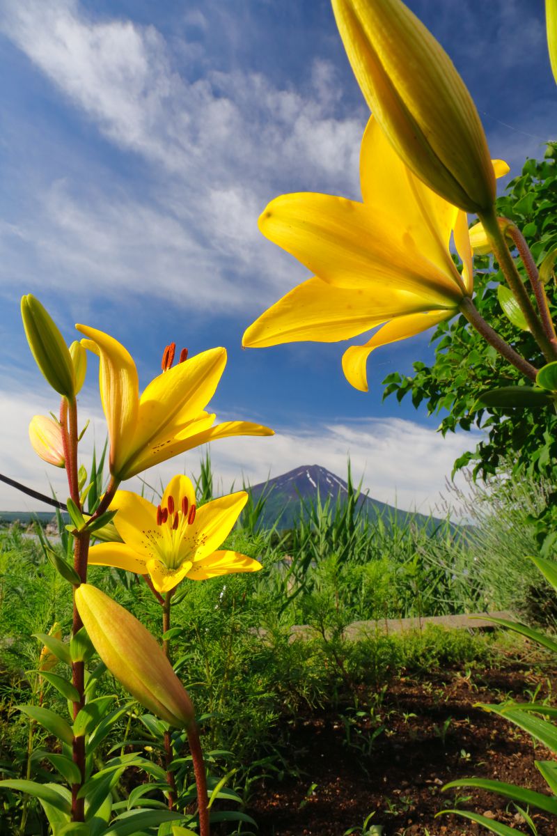 陽気なLily | GANREF