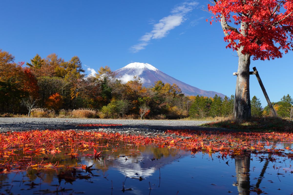 Colored ground | GANREF