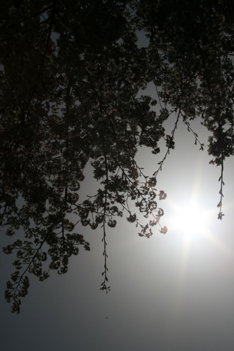 サクラ 1 | GANREF