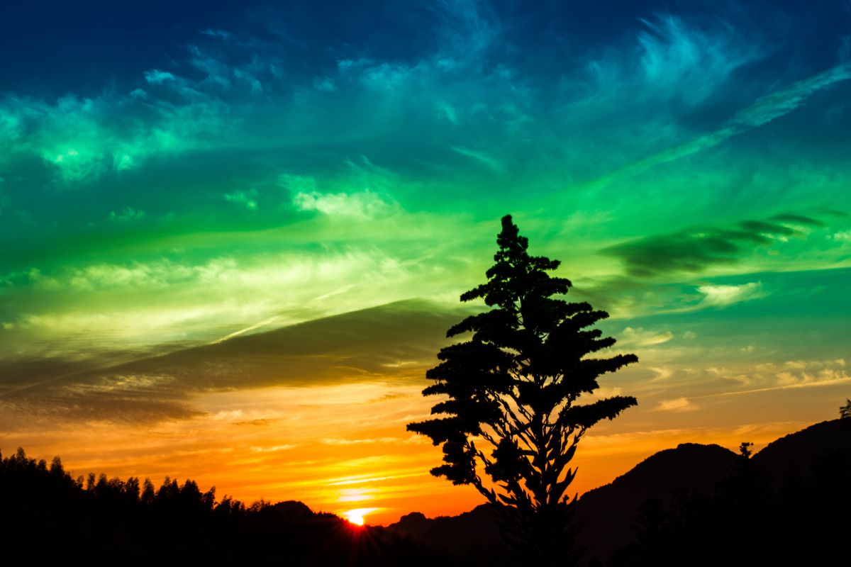 Magic Hour Tree | GANREF