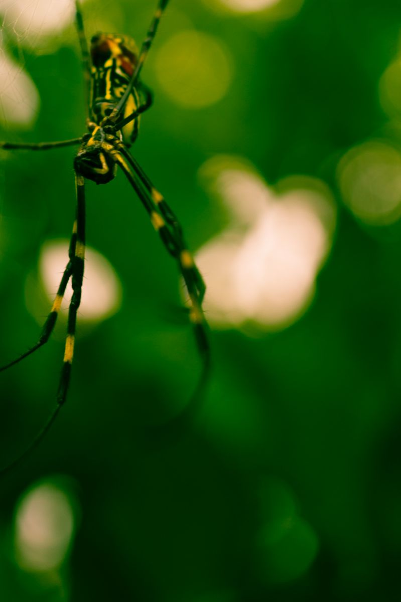 Aming SPIDER | GANREF