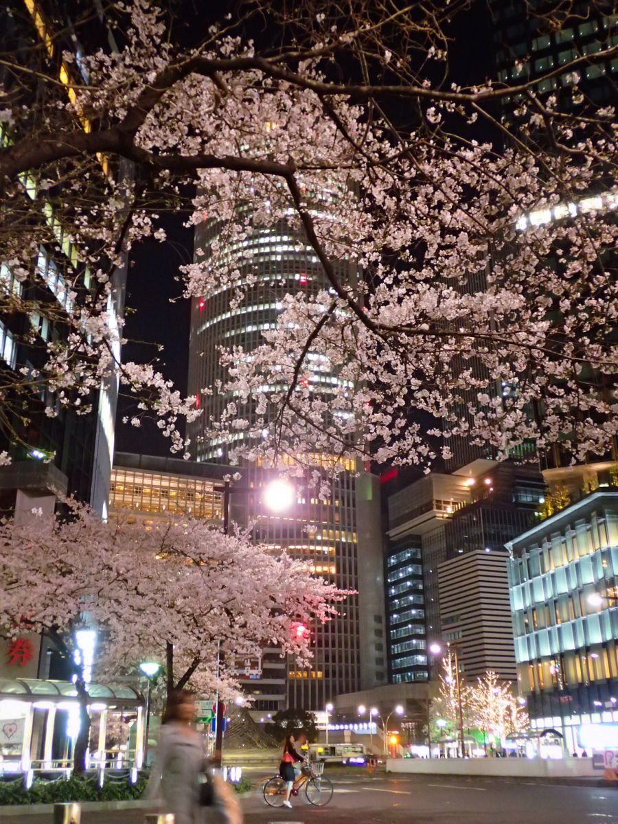 SAKURA Street | GANREF
