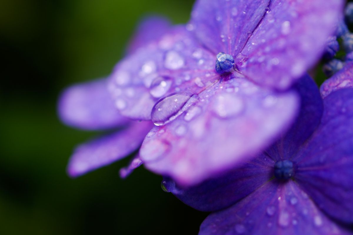 Tears of hydrangea | GANREF