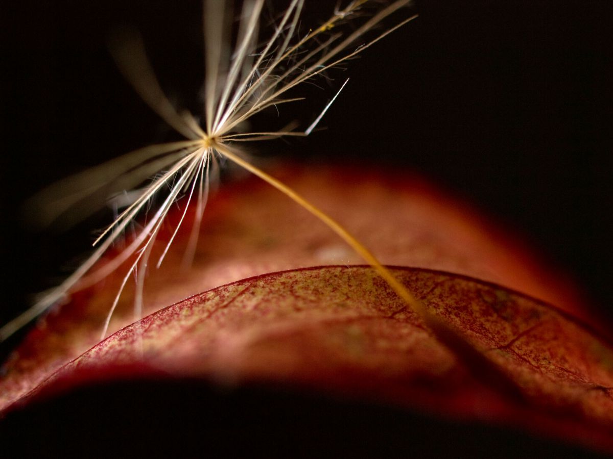 TAKE A SHORT REST | GANREF