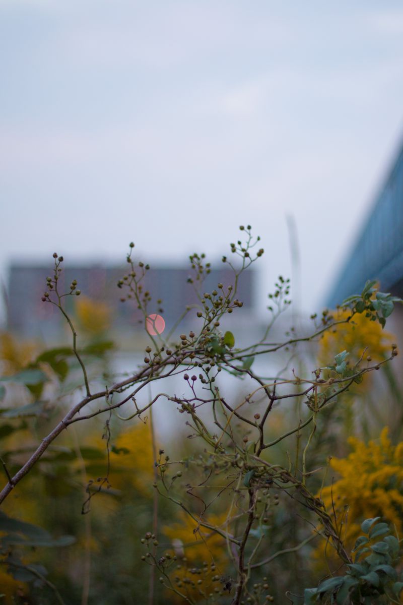 君の名は | GANREF