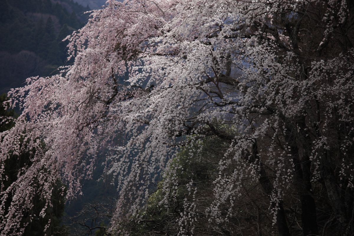 身延 西谷の春 | GANREF