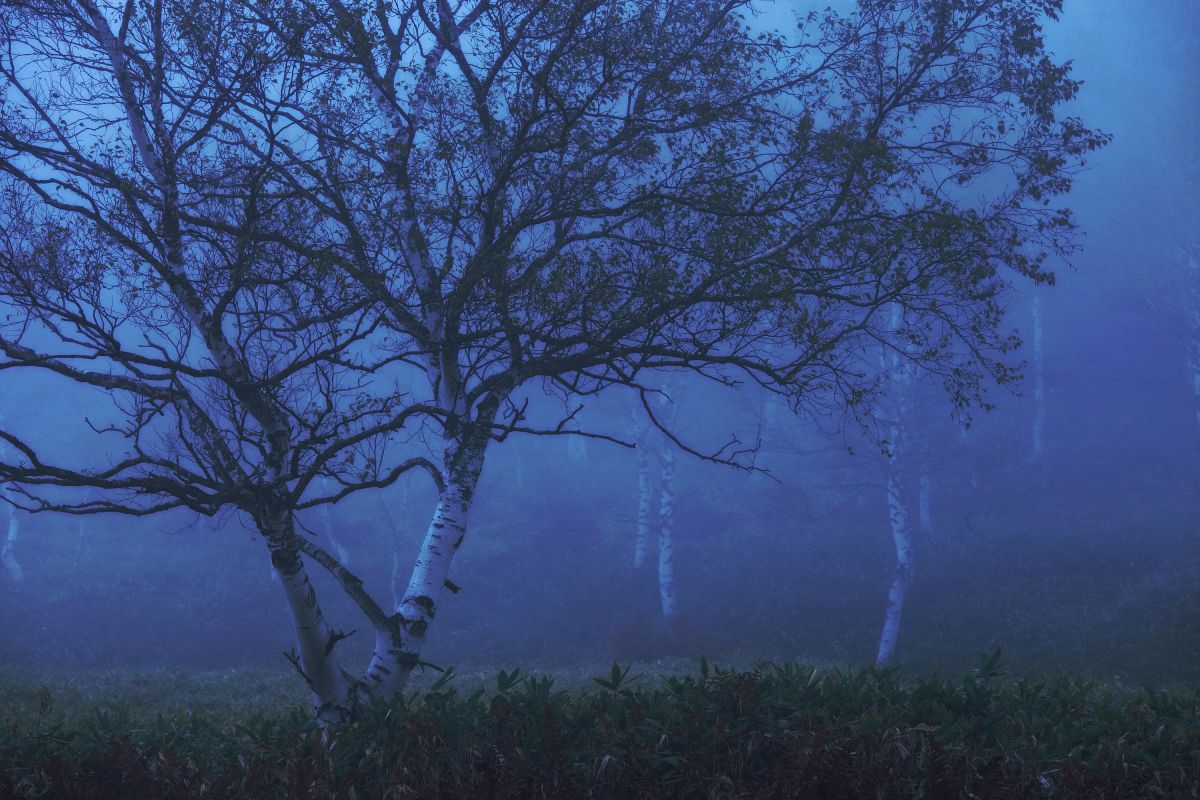 Misty tree | GANREF