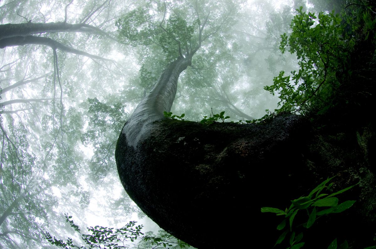 RAIN FOREST | GANREF