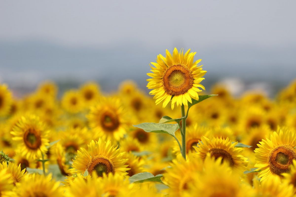 The Sunflower | GANREF