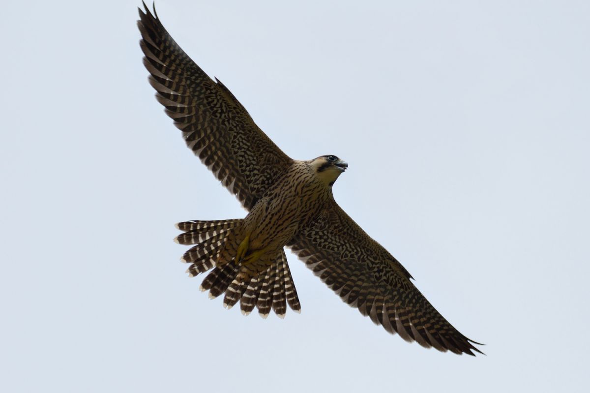young falcon | GANREF