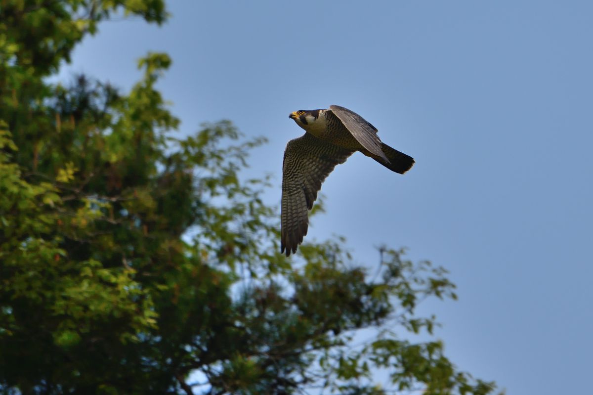 Falcon in the forest | GANREF