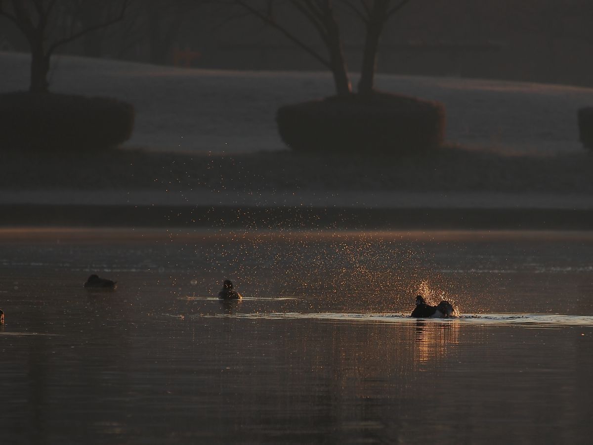 Splash shines. | GANREF