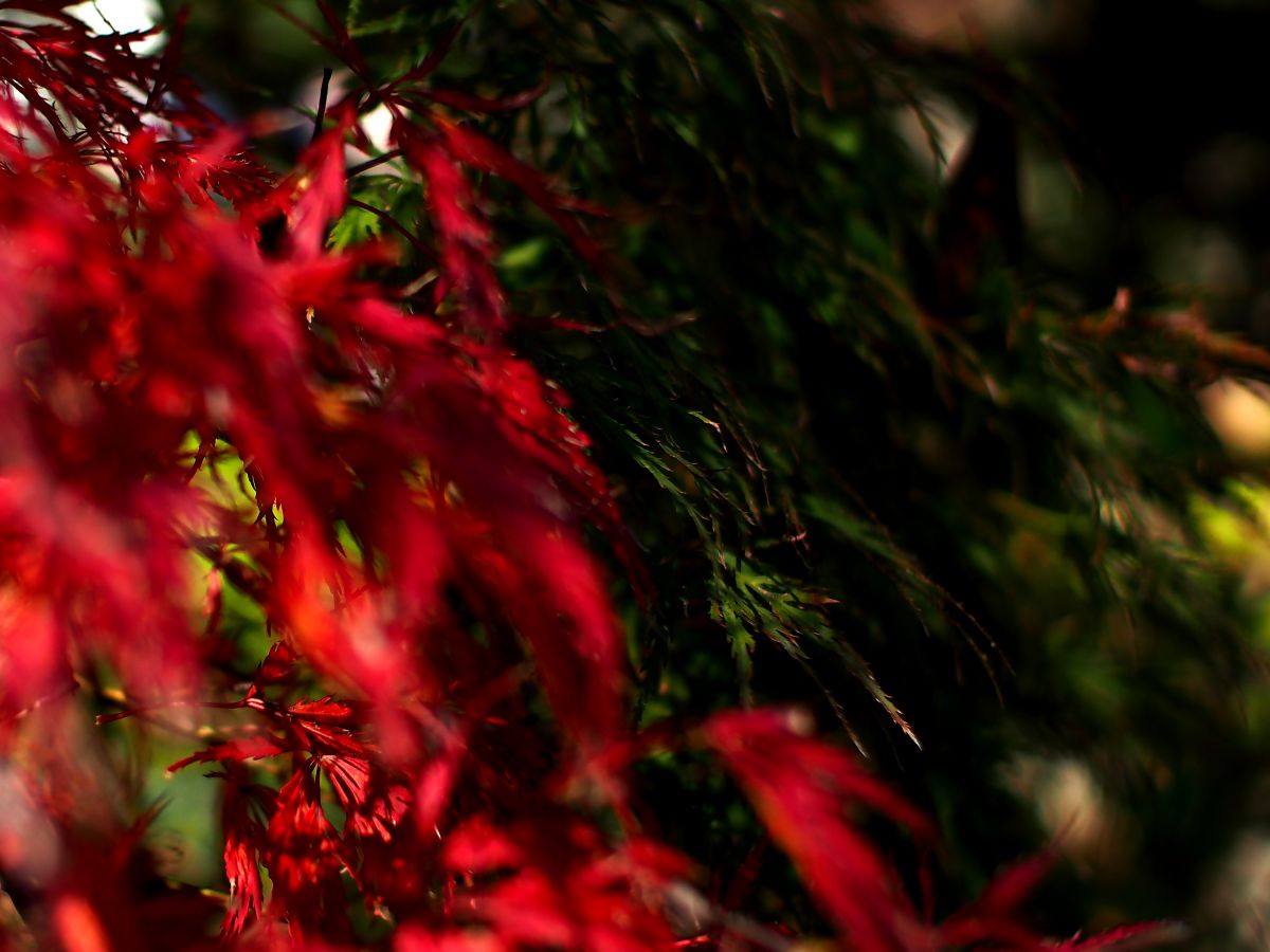 Red or Green | GANREF