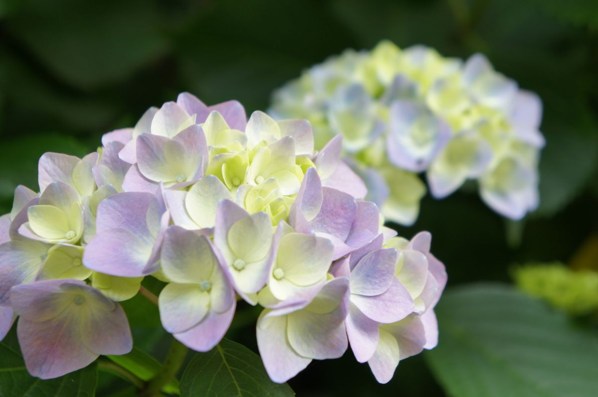 Hydrangea | GANREF